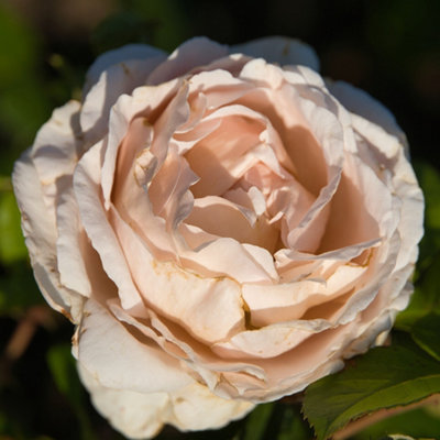 YouGarden Rose 'Madame Alfred Carrière', Bare Root Climbing Rose ...