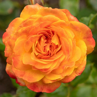 YouGarden Rose 'Meteor', Bare Root Rose, Rose of the Year 2024, Ready ...