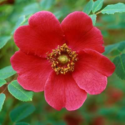 YouGarden Rose moyesii 'Geranium', 1 x Bare Root, RHS Award, Red Shrub ...