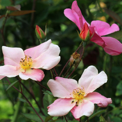 YouGarden Rose 'Mutabilis', 1 x Bare Root, China Rose, Colour Changing ...