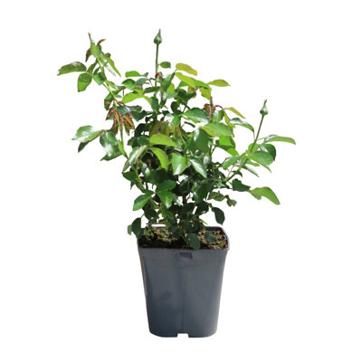 YouGarden Rose of the Year 2025 'You're My Everything', Established ...