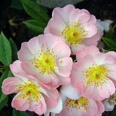 YouGarden Rose Open Arms 3L Pot