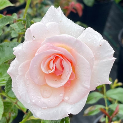 YouGarden Rose 'Precious Child' 3 Litre Pot, Established Plant, Ready ...