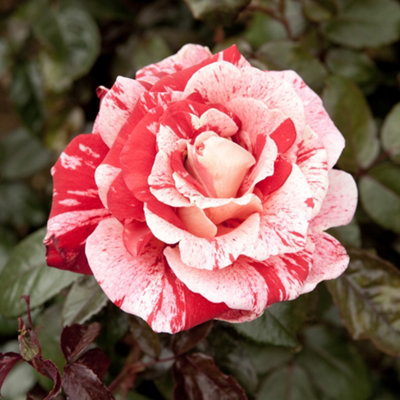YouGarden Rose 'Raspberry Ripple' Papageno, Set of Two Bare Roots Roses ...