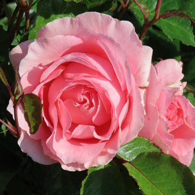 YouGarden Rose 'The Princess Bella' 3L Pot