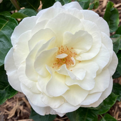 YouGarden Rose 'True Love', Established Rose in 3 Litre Pot, Ready to ...