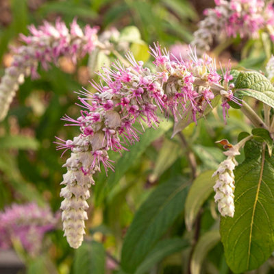 YouGarden Rostrinucula Dependens 'Waterfall Buddleia', Established ...