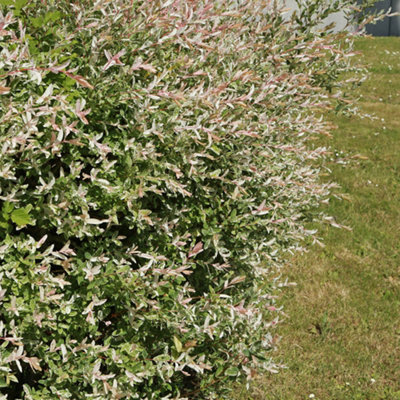 YouGarden Salix 'Flamingo Bush', Established Plant in 3L Pot, Ready to ...