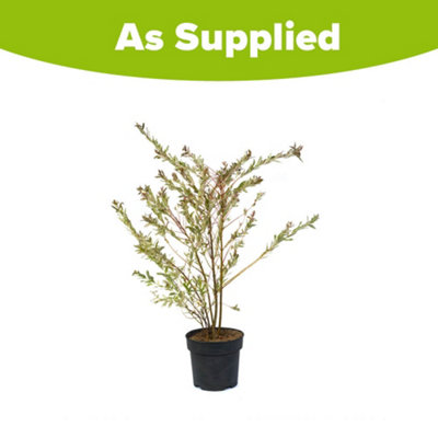 YouGarden Salix 'Flamingo Bush', Established Plant in 3L Pot, Ready to ...