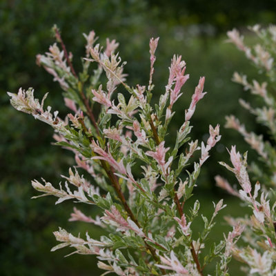 YouGarden Salix 'Flamingo Bush', Established Plant in 3L Pot, Ready to ...
