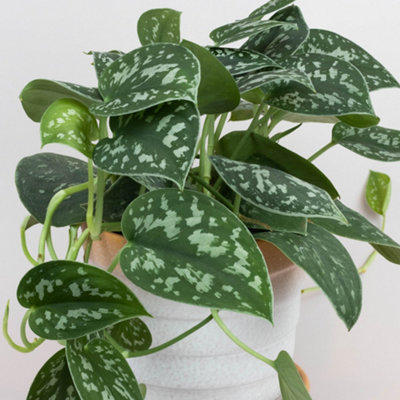 YouGarden Satin Pothos, Silver Variegated Indoor Houseplant, 12cm Pot ...