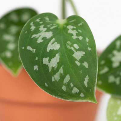 YouGarden Satin Pothos, Silver Variegated Indoor Houseplant, 12cm Pot ...
