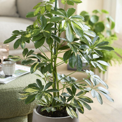 YouGarden Schefflera 'Gold Capella' Umbrella Tree, Houseplant, RHS ...