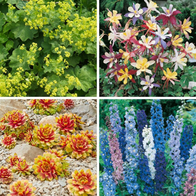 YouGarden Set Of 24 Perennial Plug Plant Cottage Gardens Collection ...