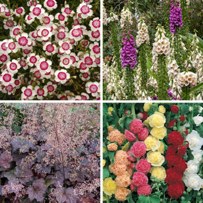 YouGarden Set Of 24 Perennial Plug Plant Cottage Gardens Collection ...