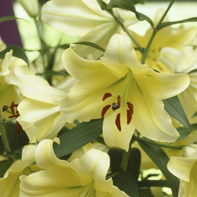 YouGarden Skyscraper Lily 'Manissa', Set of Three Bulbs, Size 16/18 ...