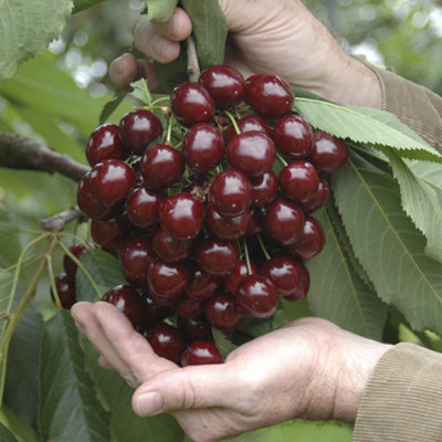 YouGarden Sweet Cherry 'Stella' Bare Root Tree, 1.2-1.4m Tall, Grow ...