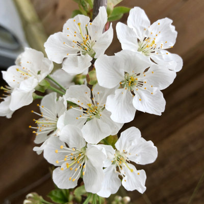 YouGarden Sweet Cherry 'Stella' Bare Root Tree, 1.2-1.4m Tall, Grow ...