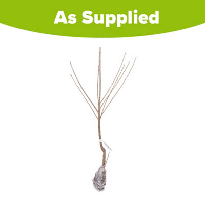YouGarden Sweet Cherry 'Stella' Bare Root Tree, 1.2-1.4m Tall, Grow ...
