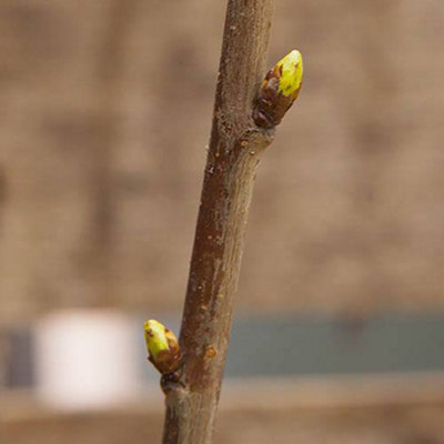 YouGarden Sweet Cherry 'Stella' Bare Root Tree, 1.2-1.4m Tall, Grow ...