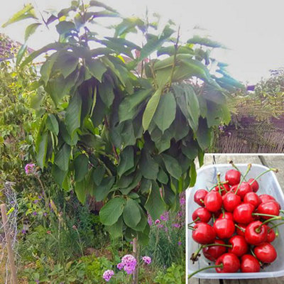 YouGarden Sweet Cherry 'Stella' Bare Root Tree, 1.2-1.4m Tall, Grow ...