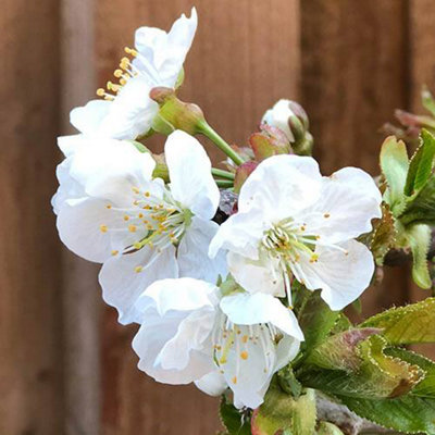 YouGarden Sweet Cherry 'Stella' Bare Root Tree, 1.2-1.4m Tall, Grow ...