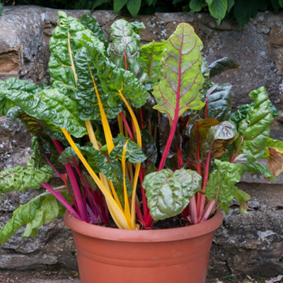 YouGarden Swiss Chard Bright Lights 12 Plug Plants, Multi-Coloured ...