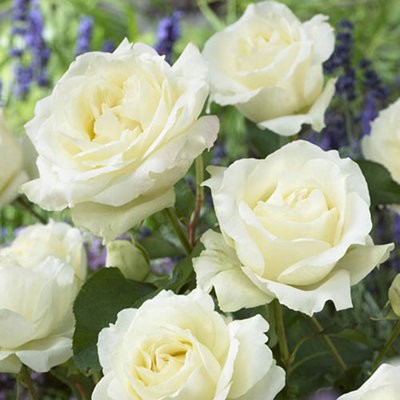 YouGarden The 'Best Ever' Hybrid Tea Rose Bush Collection, 5 x Bare ...