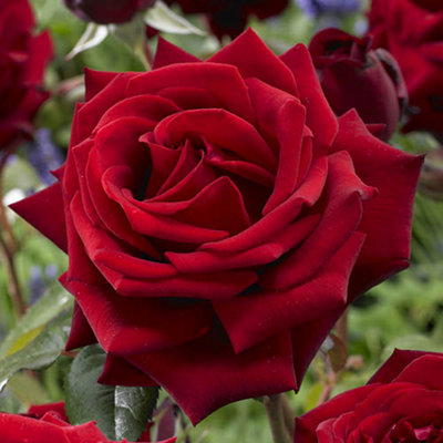 YouGarden The 'Best Ever' Hybrid Tea Rose Bush Collection, 5 x Bare ...
