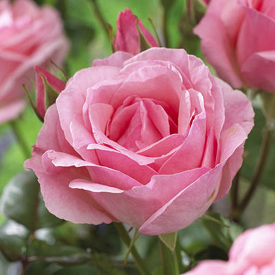 YouGarden The 'Best Ever' Hybrid Tea Rose Bush Collection, 5 x Bare ...