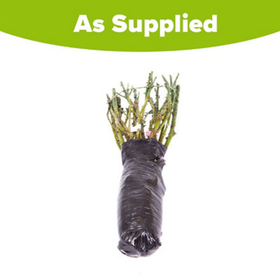 YouGarden The 'Best Ever' Hybrid Tea Rose Bush Collection, 5 x Bare ...