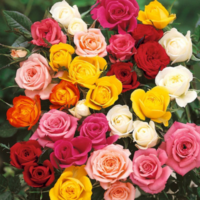 YouGarden The 'Best Ever' Hybrid Tea Rose Bush Collection, 5 x Bare ...