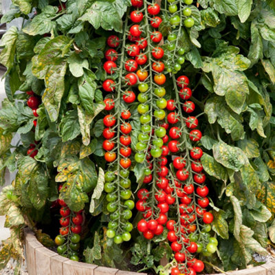 YouGarden Tomato Rapunzel Plug Plants - Sweet Cherry Tomato Variety for ...