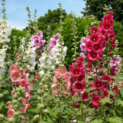 YouGarden Towers Bare Root Collection, 25 x Hardy Perennial Plants ...