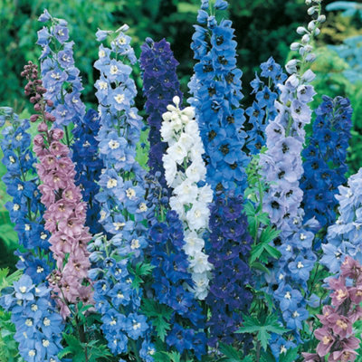 YouGarden Towers Bare Root Collection, 25 x Hardy Perennial Plants ...