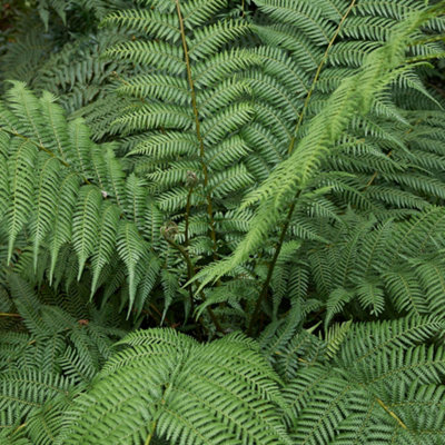 YouGarden - Tree Fern potter with 500ml tree fern feed