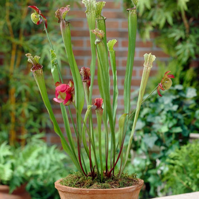 YouGarden Trumpet Pitcher Plant, Indoor Plant, Sarracenia stevensii ...