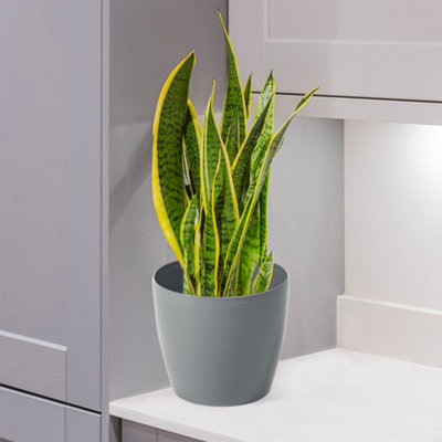 YouGarden Variegated Snake Plant, Established Houseplant in 14cm Pot ...