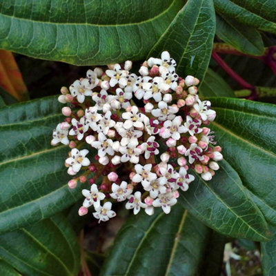 YouGarden Viburnum davidii, Established Evergreen Shrub in 17cm Pot ...