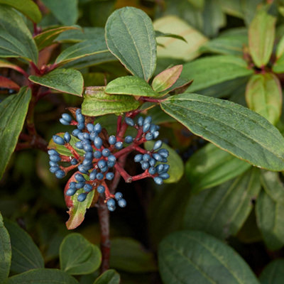 YouGarden Viburnum davidii, Established Evergreen Shrub in 17cm Pot ...