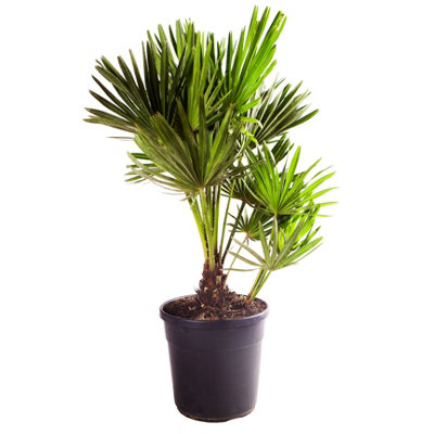 YouGarden Volcano Palm, Chamaerops compacta, Established Plant in 22cm ...