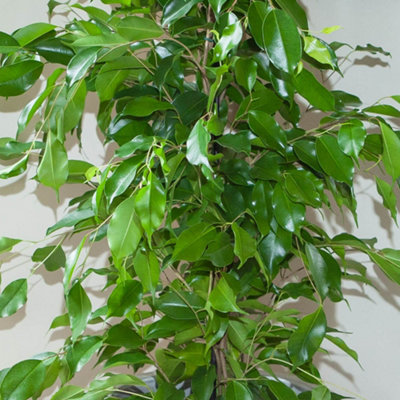 YouGarden Weeping Fig Houseplant, Ficus benjamanica Exotica ...