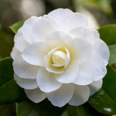 YouGarden White Camellia, Established Plant in 19cm Pot, Ready to Plant ...