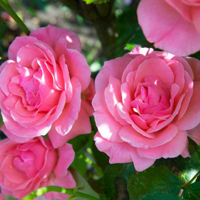YouGarden x 2 Pink Rose Bushes 40cm Stem. Bare Root Rose Bushes For ...