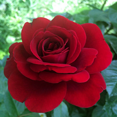 YouGarden x 2 Red Rose Bushes. Bare Root Rose Bushes For Outdoor. Ready ...