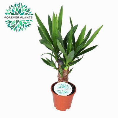 Yucca, 12cm Pot Size, 45cm Tall, Joshua.tree, Indoor Houseplant