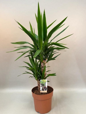 Yucca, 21cm Pot Size, 90cm Tall, Tree-Soaptree Yucca, Indoor Houseplant