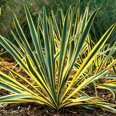 Yucca Bright Edge Compact Evergreen Flowering Outdoor Garden Shrub ...
