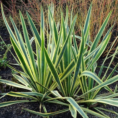 Yucca Bright Edge Compact Evergreen Flowering Outdoor Garden Shrub ...