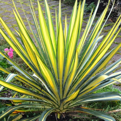 Yucca Colour Guard Garden Plant - Striking Yellow and Green Foliage ...